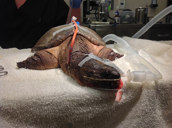 Snapping Turtle Esophagostomy Tube | New England Wildlife Center