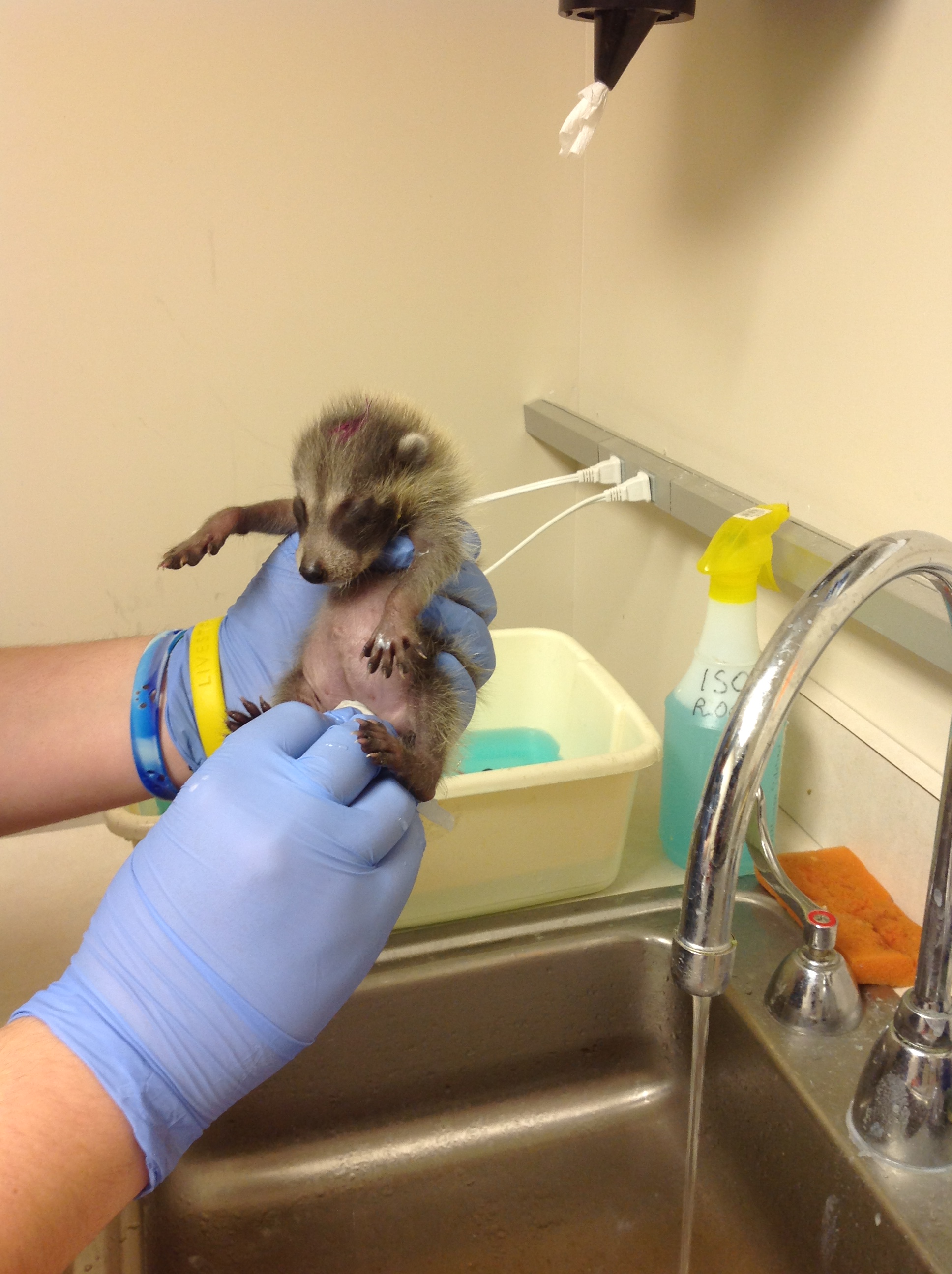 Baby Raccoon Care | New England Wildlife Center