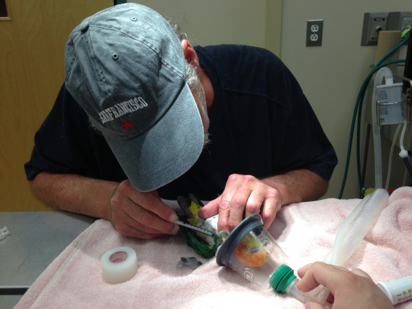 In-House Bloodwork Basics | New England Wildlife Center