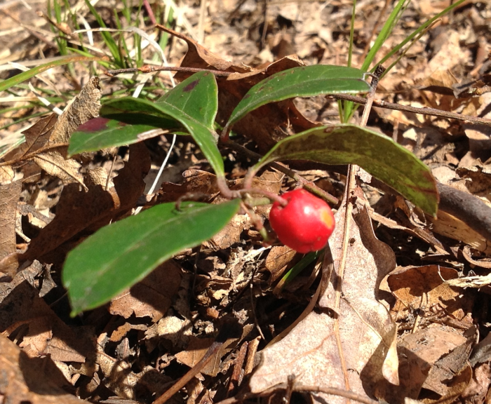 Teaberry | New England Wildlife Center