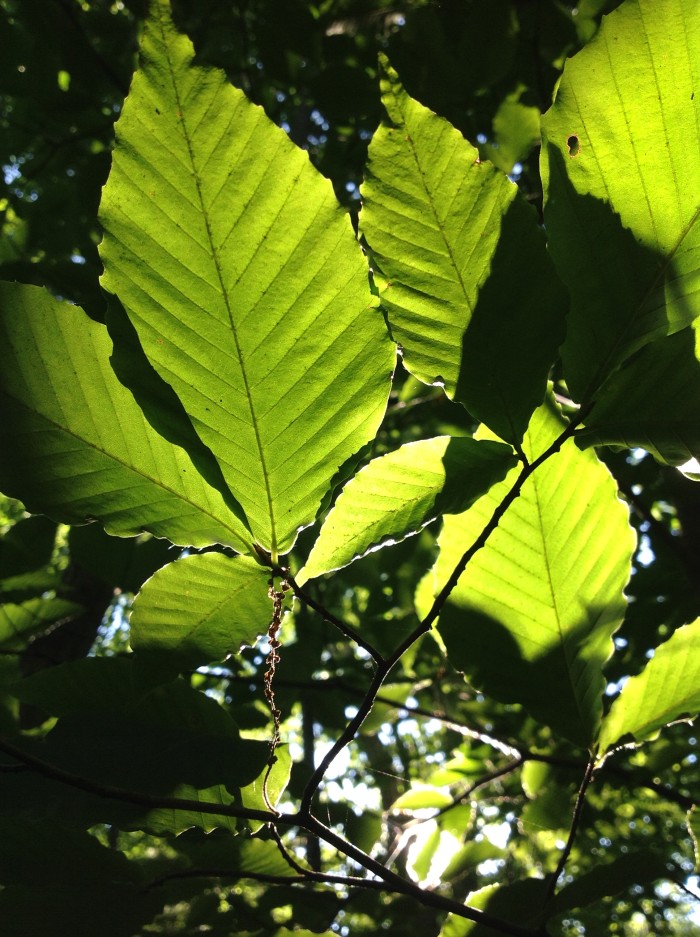 American Beech | New England Wildlife Center