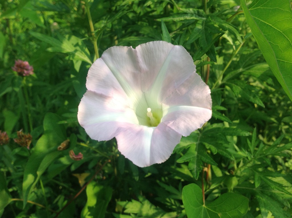 Binder Weed | New England Wildlife Center