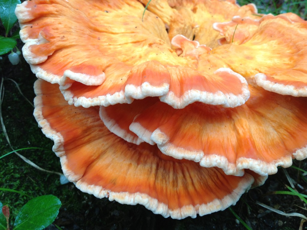 Chicken Fungus | New England Wildlife Center
