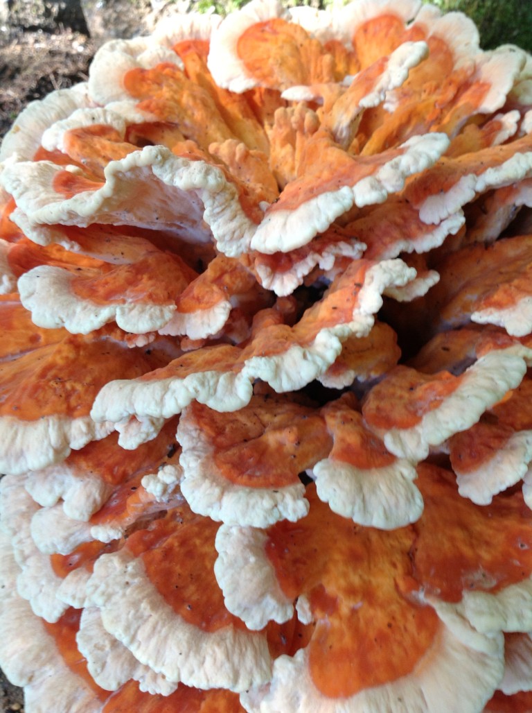 Chicken Fungus | New England Wildlife Center