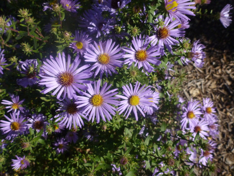 New England Aster | New England Wildlife Center