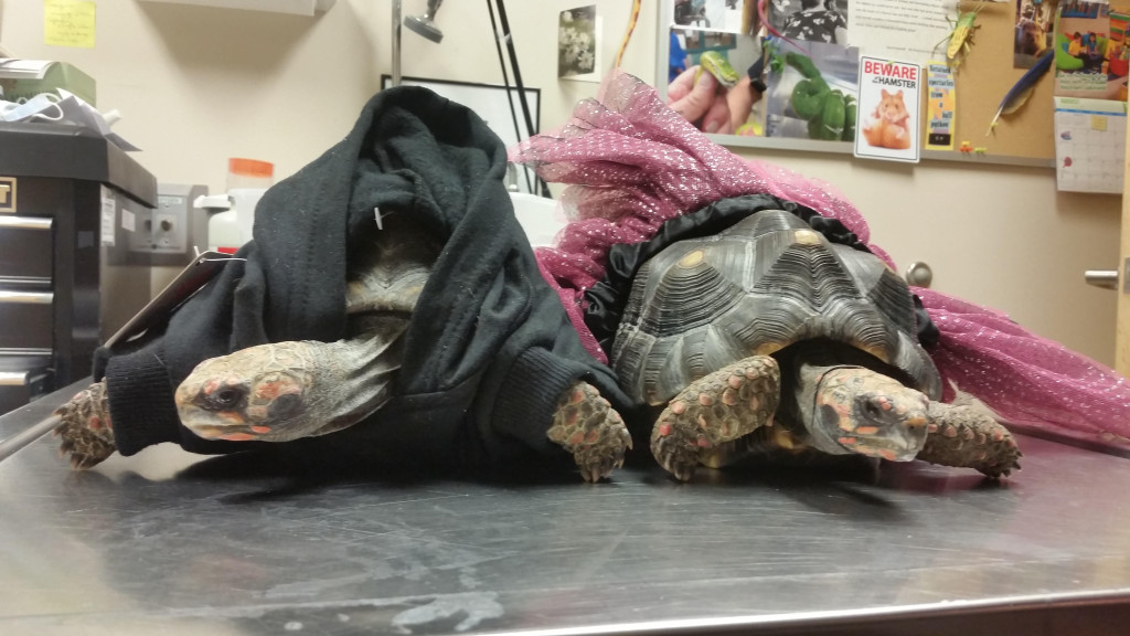Tortoises wearing dresses | New England Wildlife Center