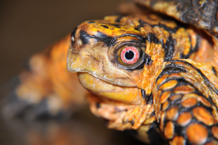 Eastern Box Turtle | New England Wildlife Center