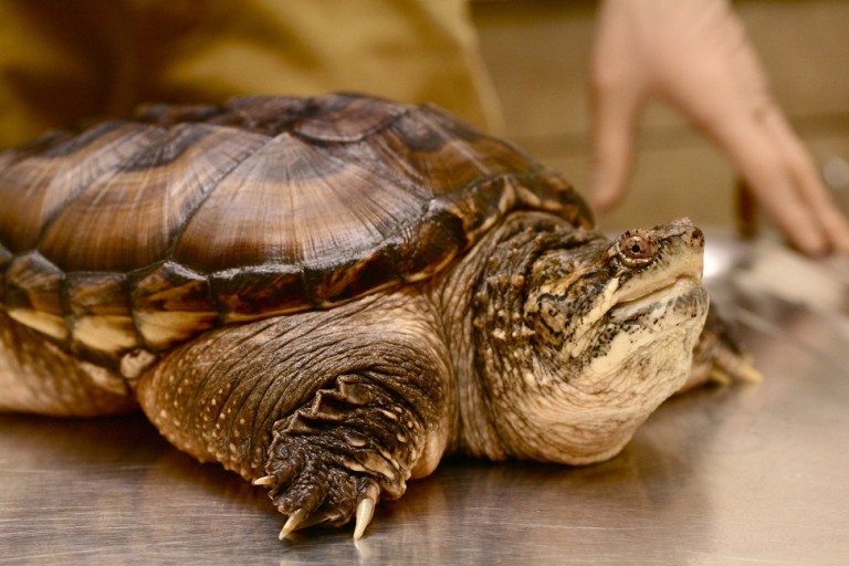 Snapping Turtle | New England Wildlife Center