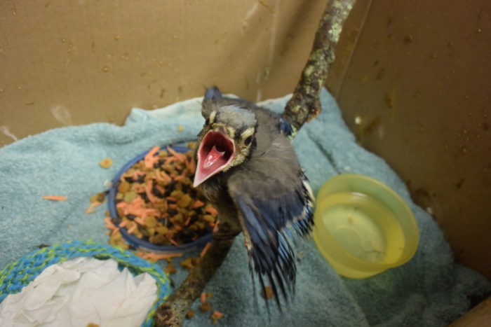 Blue Jay baby recovering in Hospital from Neck Wound | New England ...