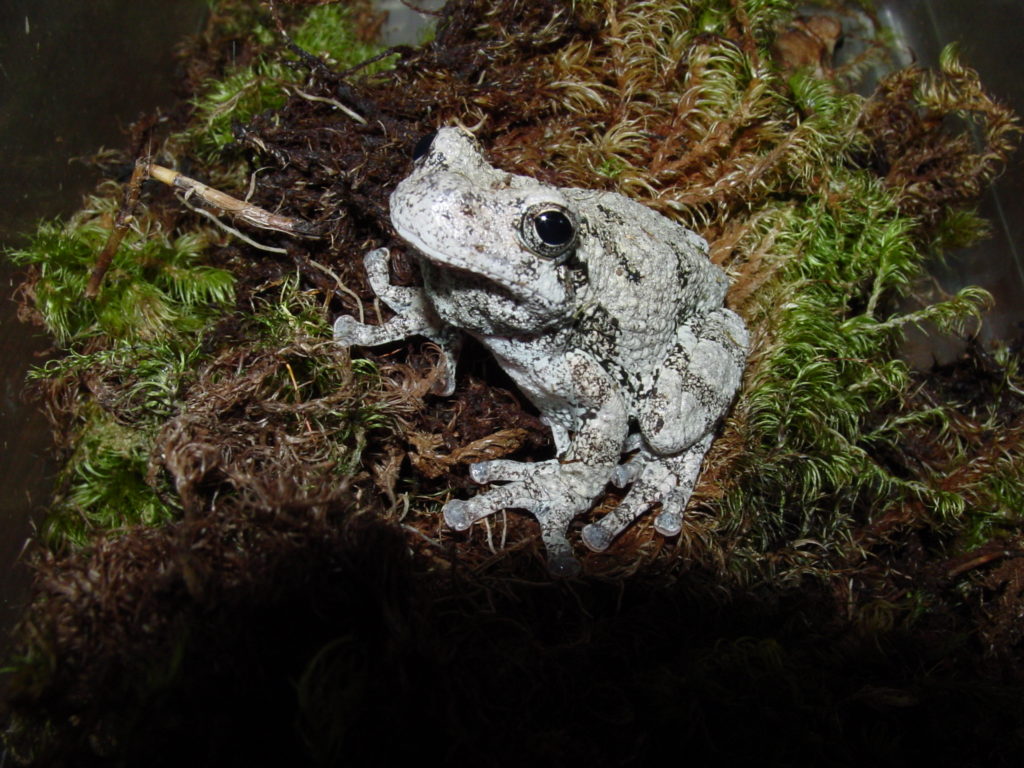 Gray Tree Frog | New England Wildlife Center