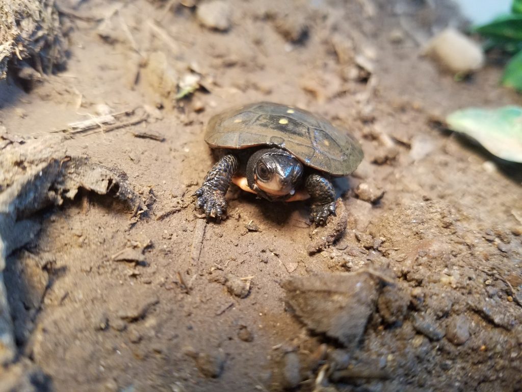 Spotted Turtle recovers from Malnourishment and Dehydration in Hospital ...